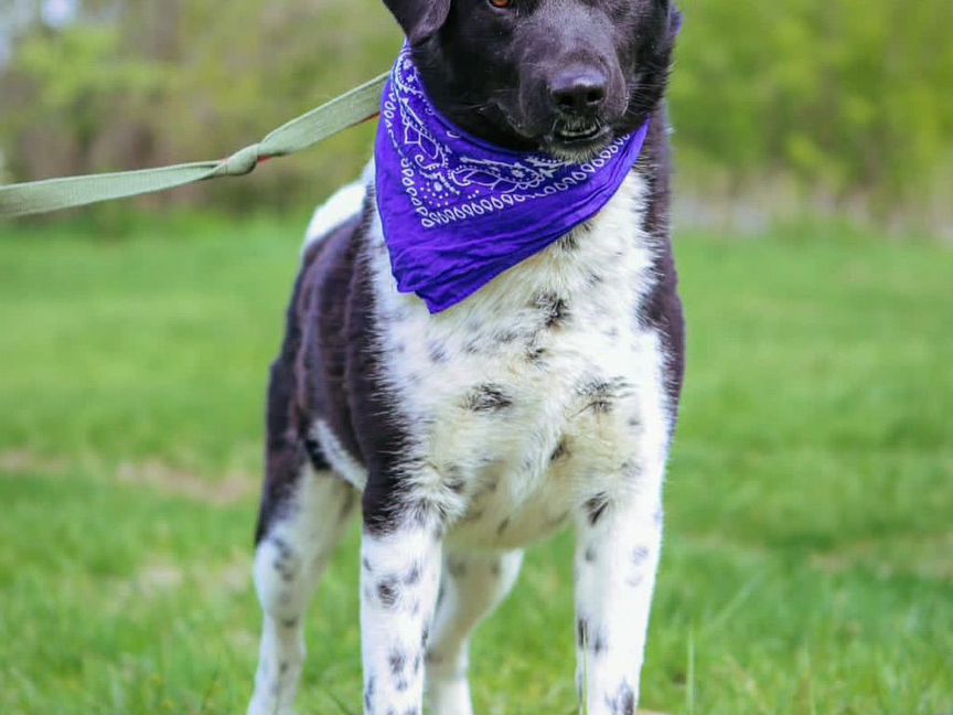 Невероятна красивый пес живет в клетке