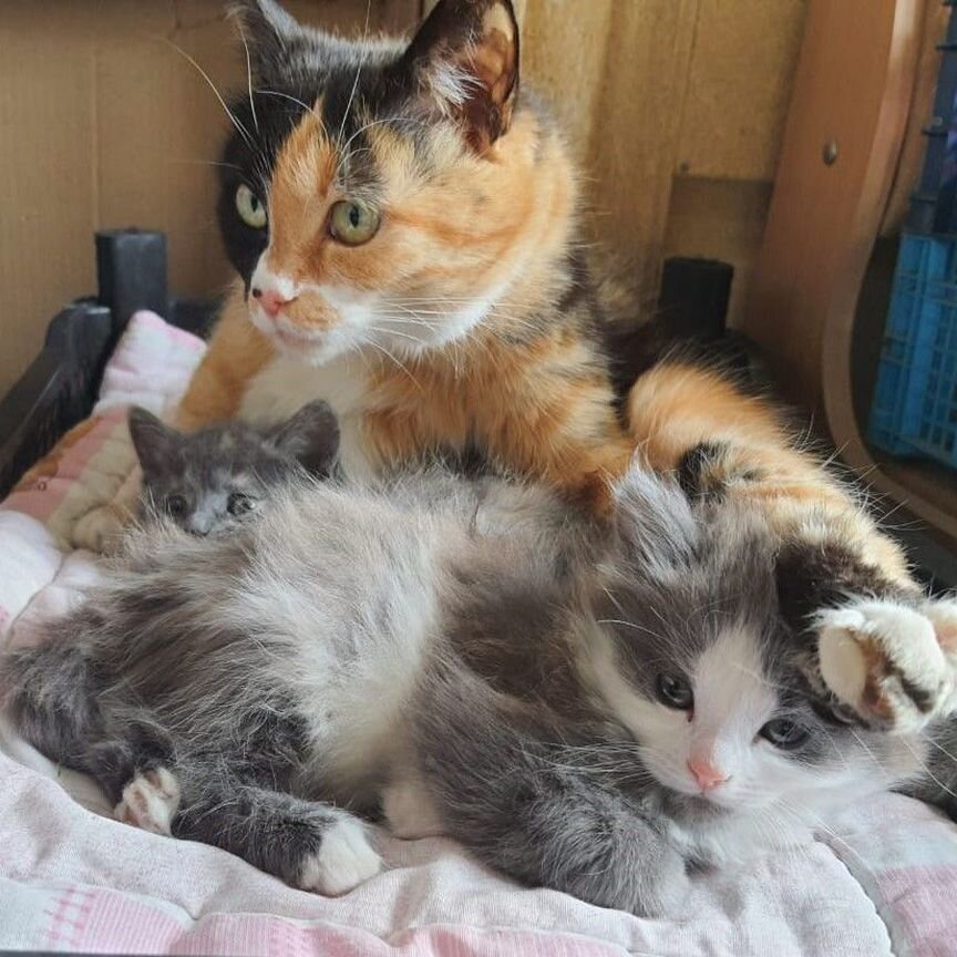 Котята от кошки крысоловки