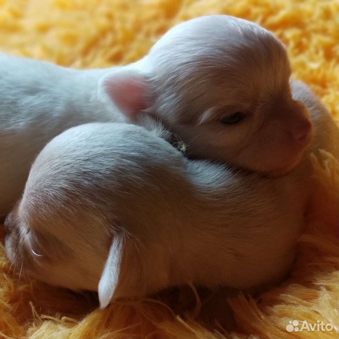 Чихуахуа.Мальчик и девочка