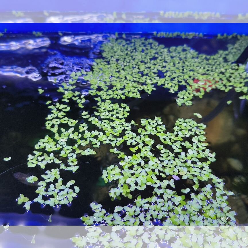 Обмен аквариумных растений