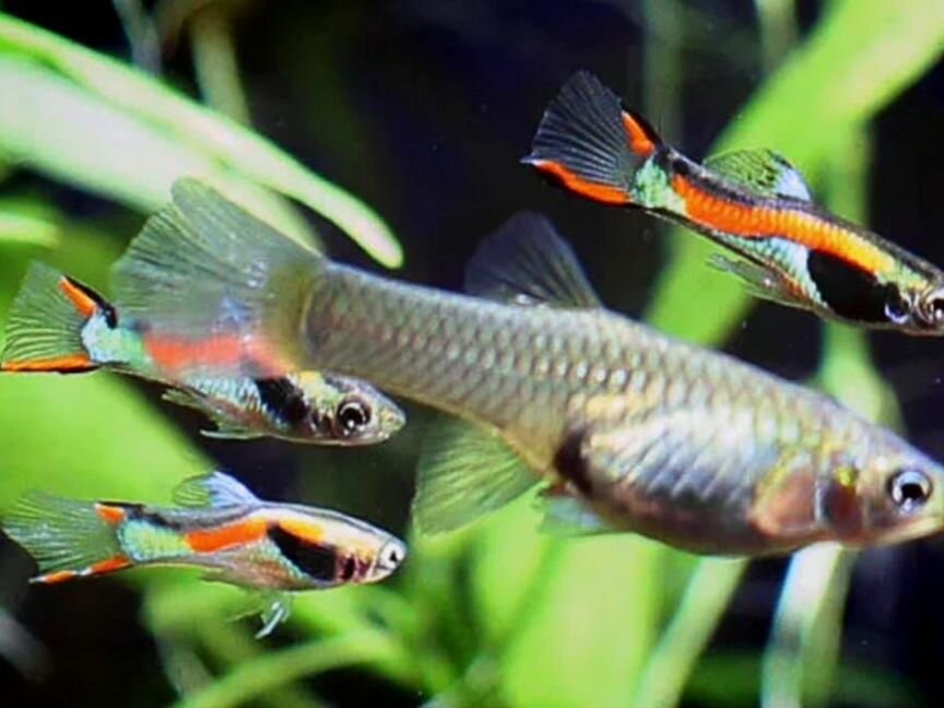Гуппи эндлера