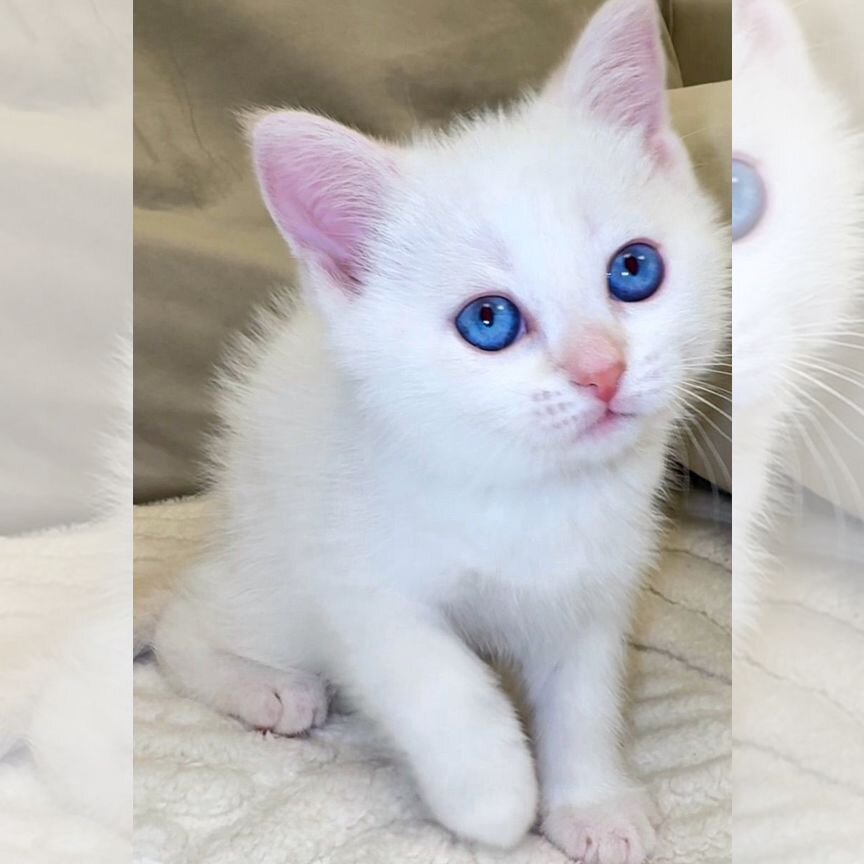 Шотландский прямоухий короткошёрстный котёнок