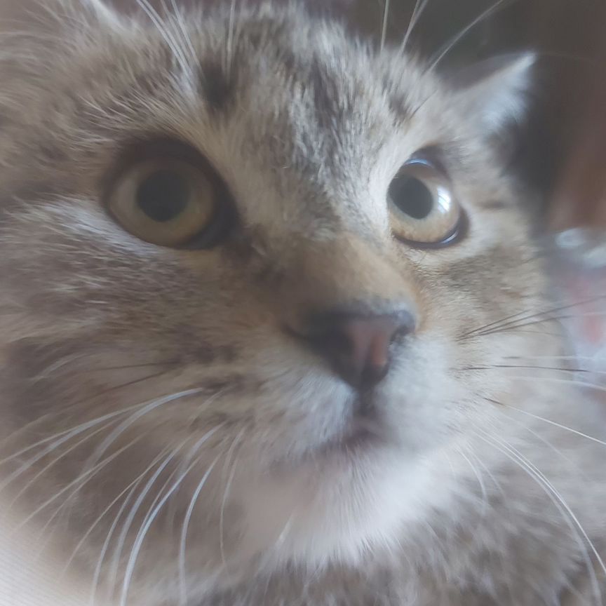 Отдам девочку-котенка 4 мес