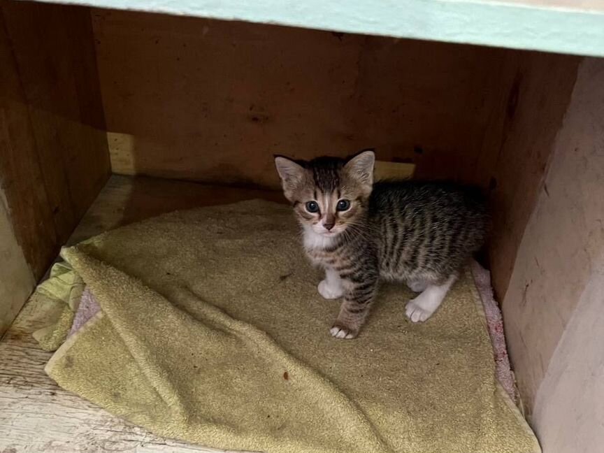 Котенок мальчик в хорошие руки
