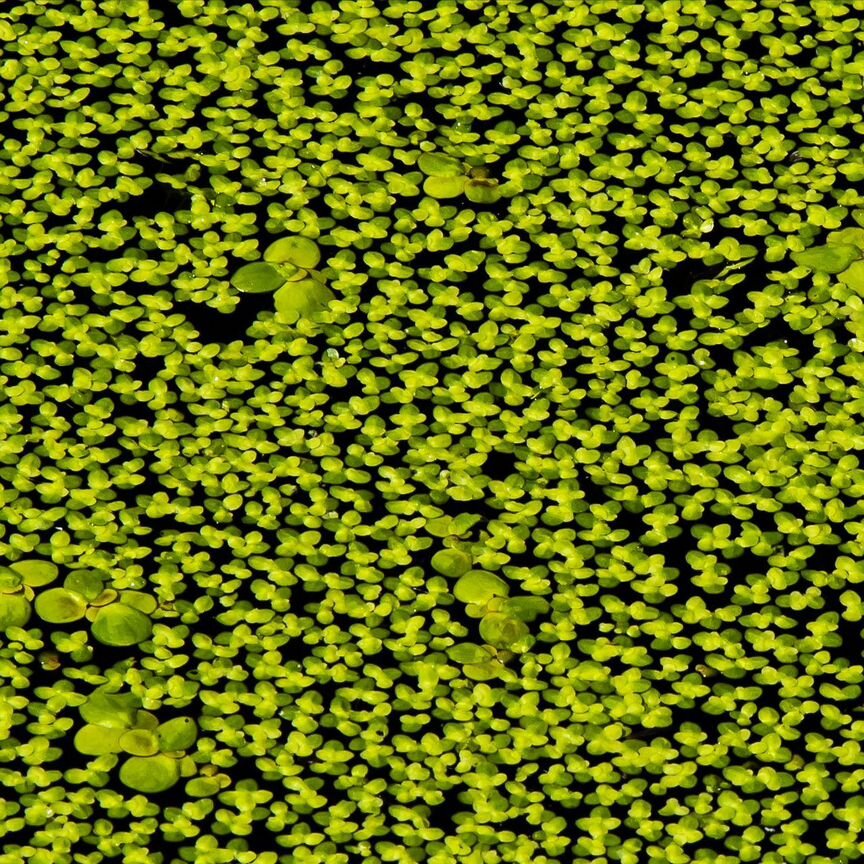 Ряска для аквариума