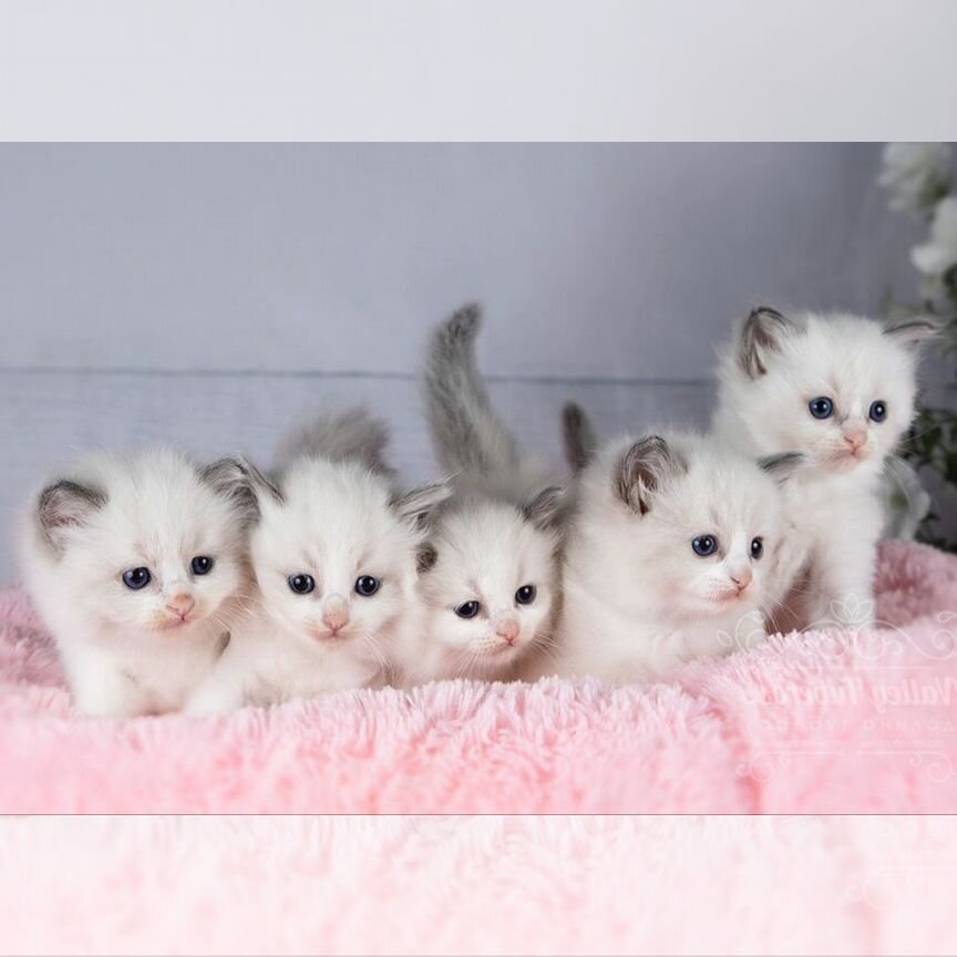 Котята Рэгдолл