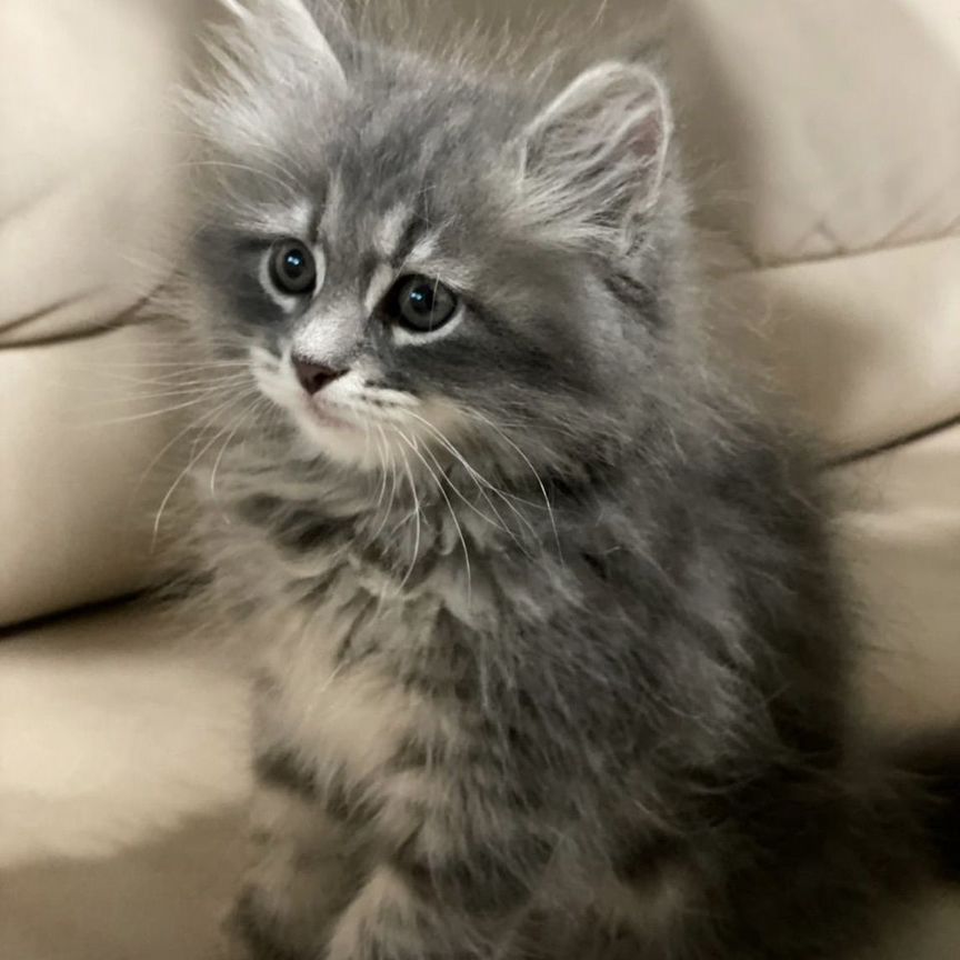 Продаю сибирского котенка
