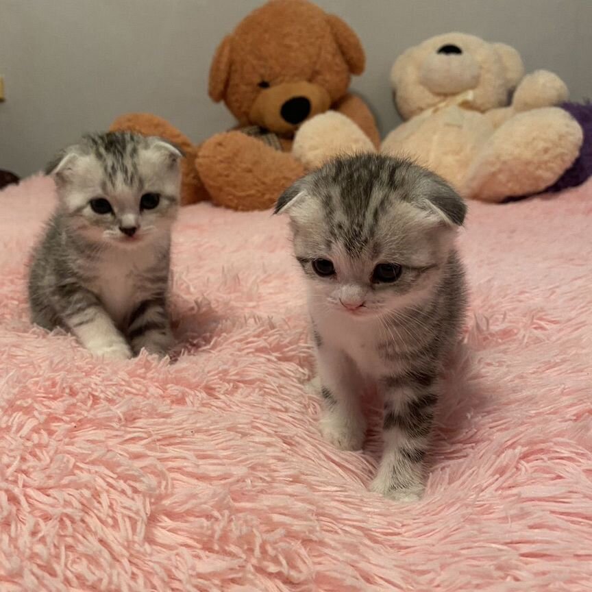 Шотландская