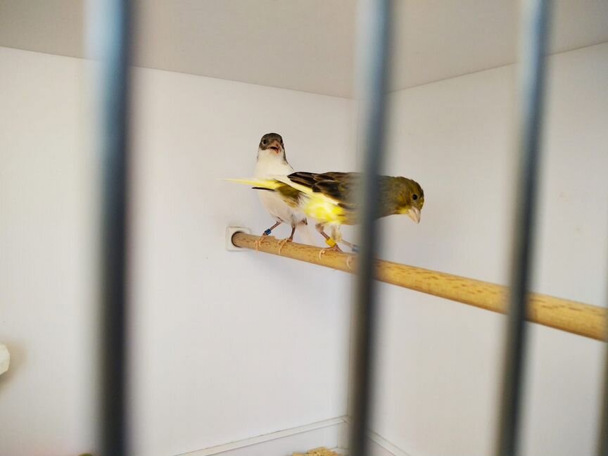 Канарейки певчие птицы