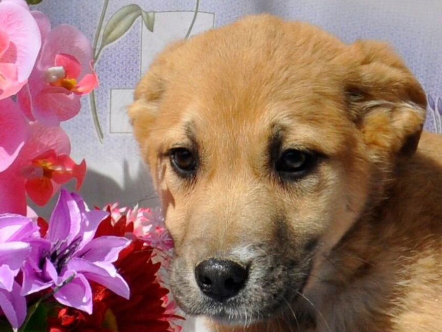 Щенок от крупной собаки