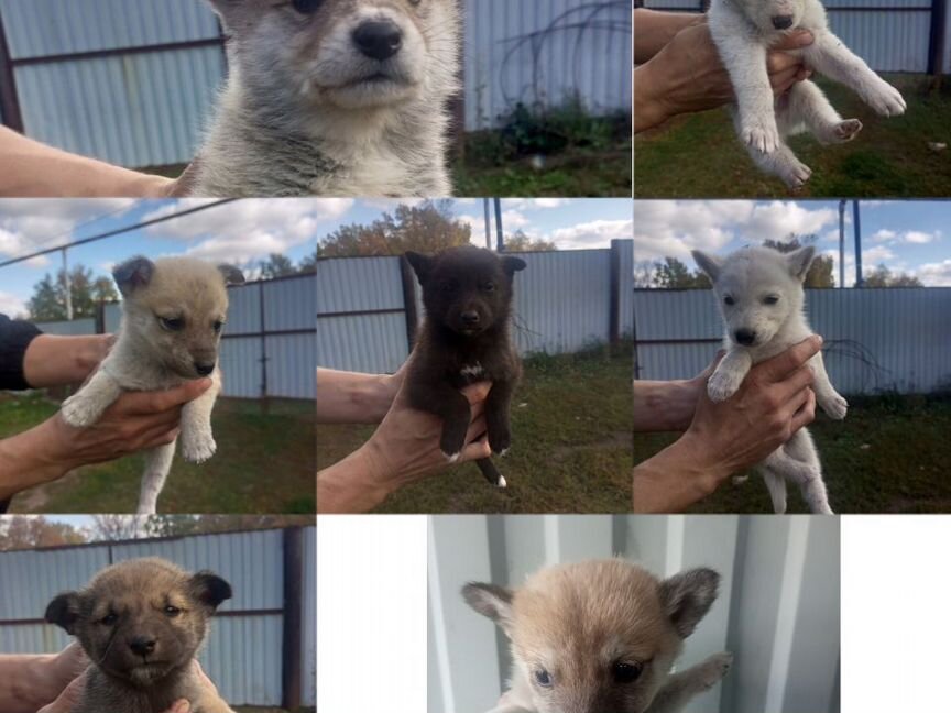 Щенок в добрые руки