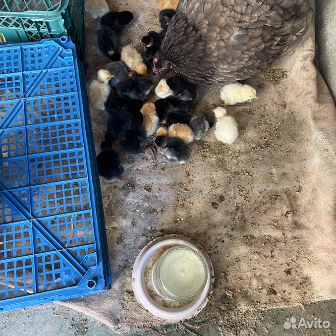 Цыплята домашние