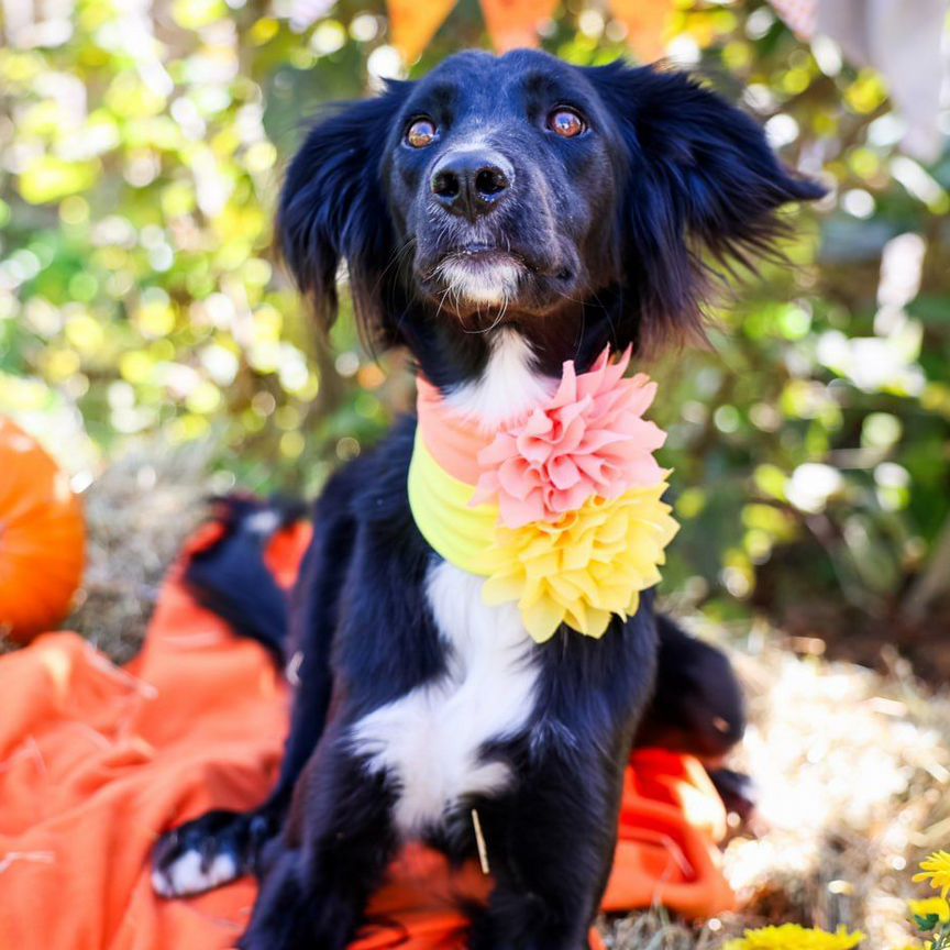 Взрослая собака в добрые руки