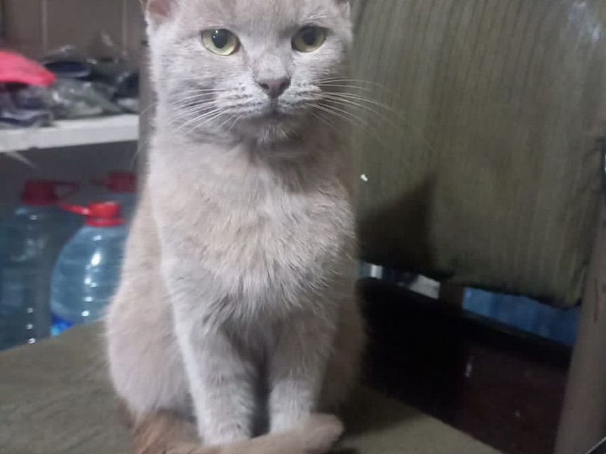 Кошка в доьрые руки