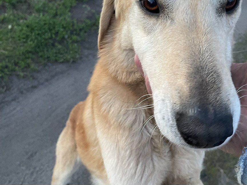 Отдам в добрые руки