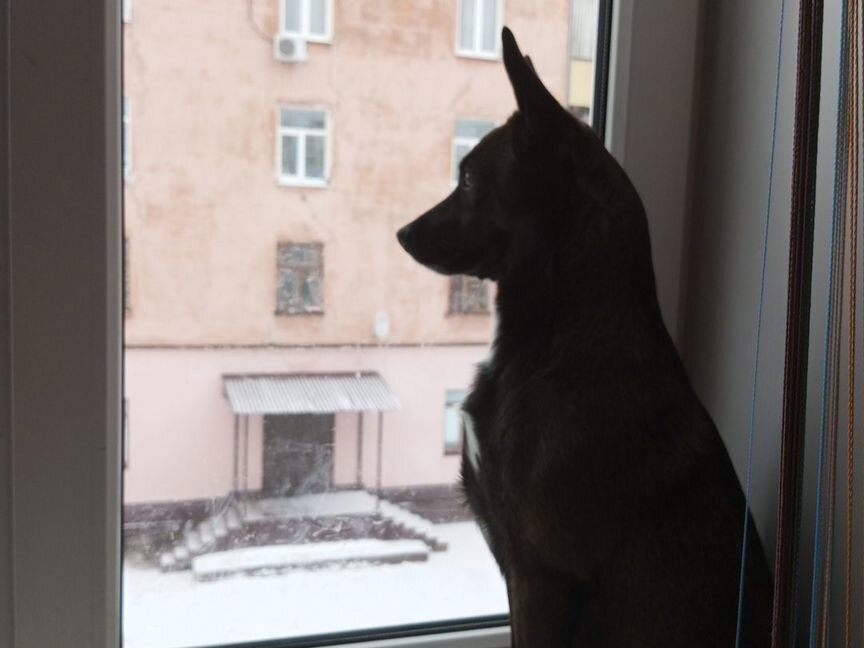 Собака в добрые руки