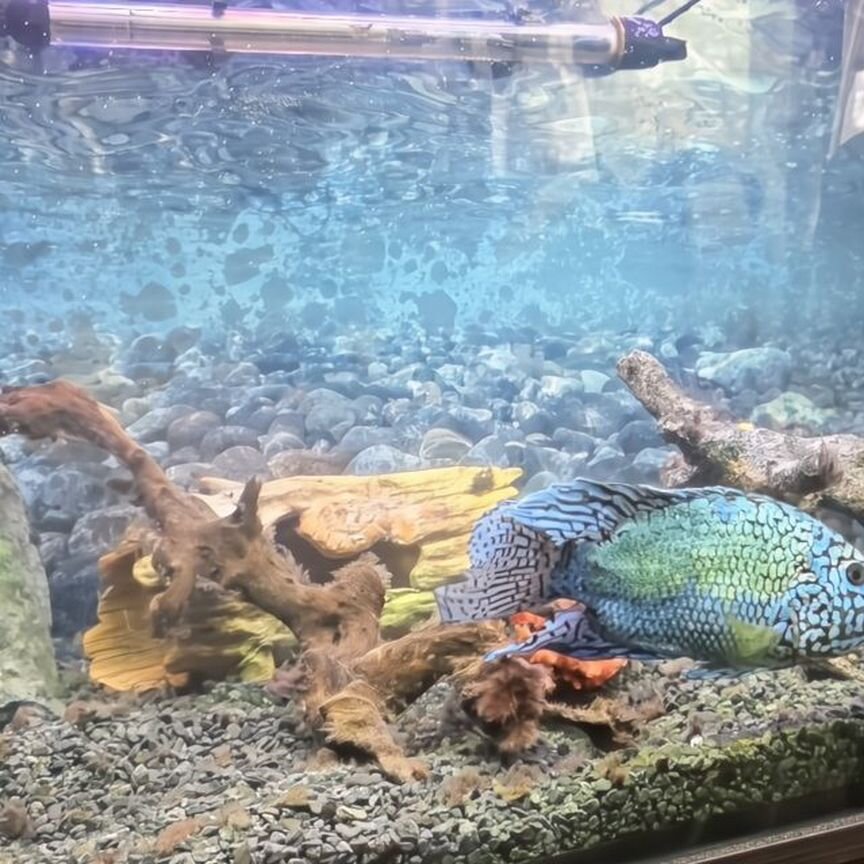 Цихлазома Блю Демпси