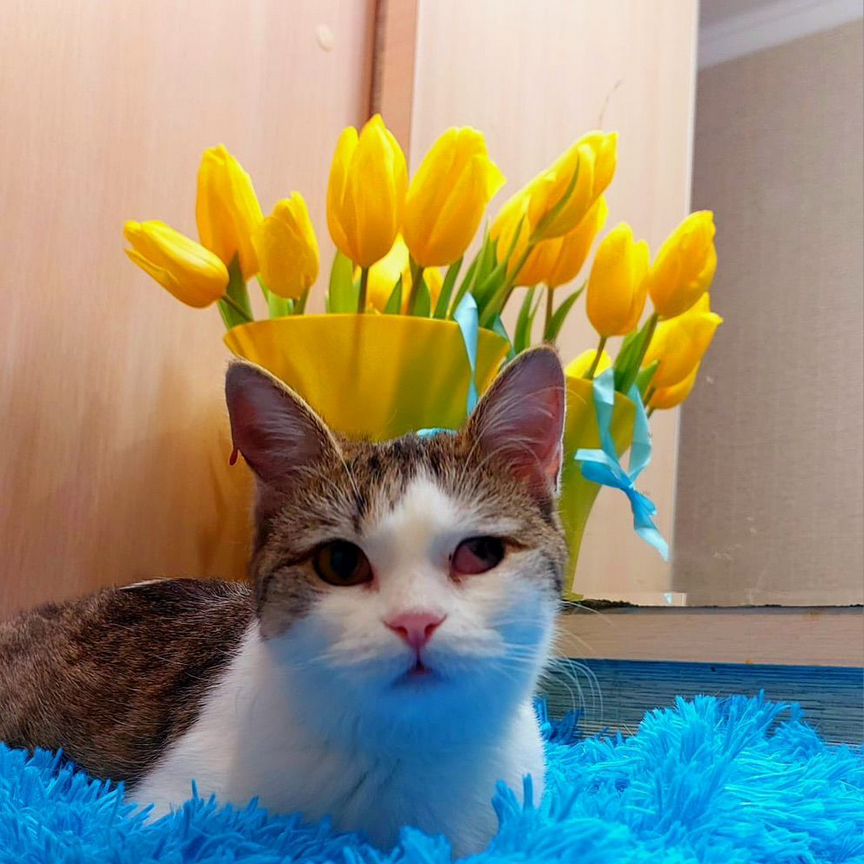 Кошечка