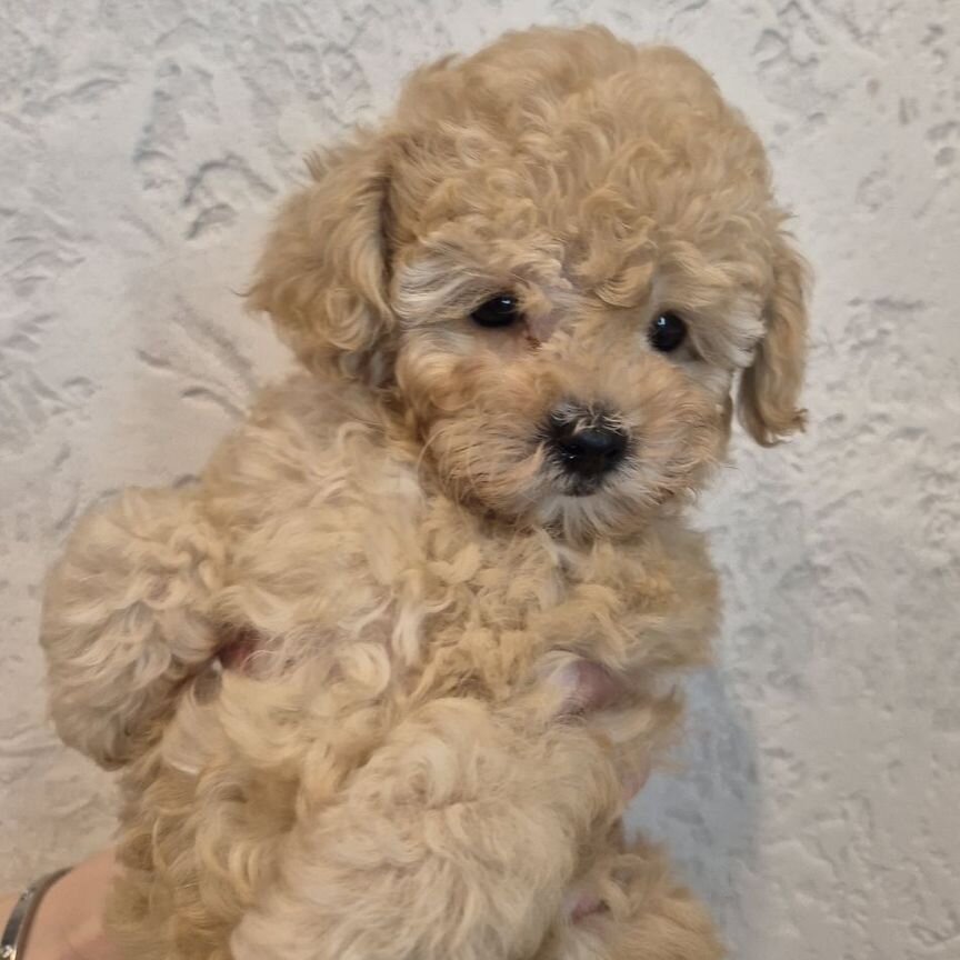 Той-пудель, щенок