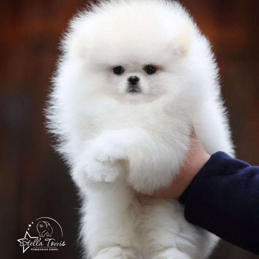 Померанская миниатюрная кукла