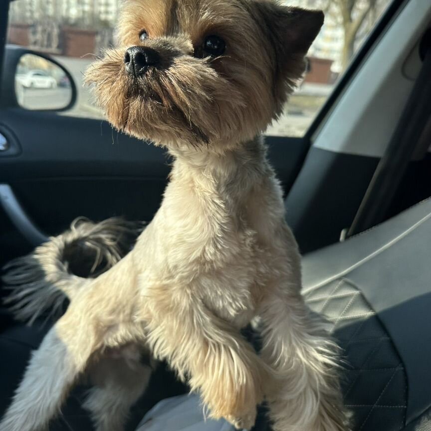 Йоркширский терьер