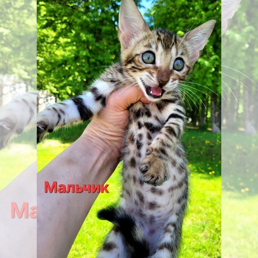 Ориентальный котёнок