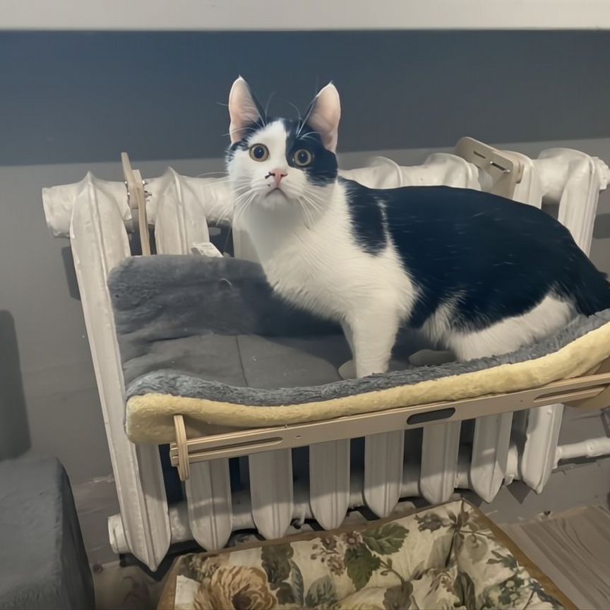 Взрослый кот в добрые руки