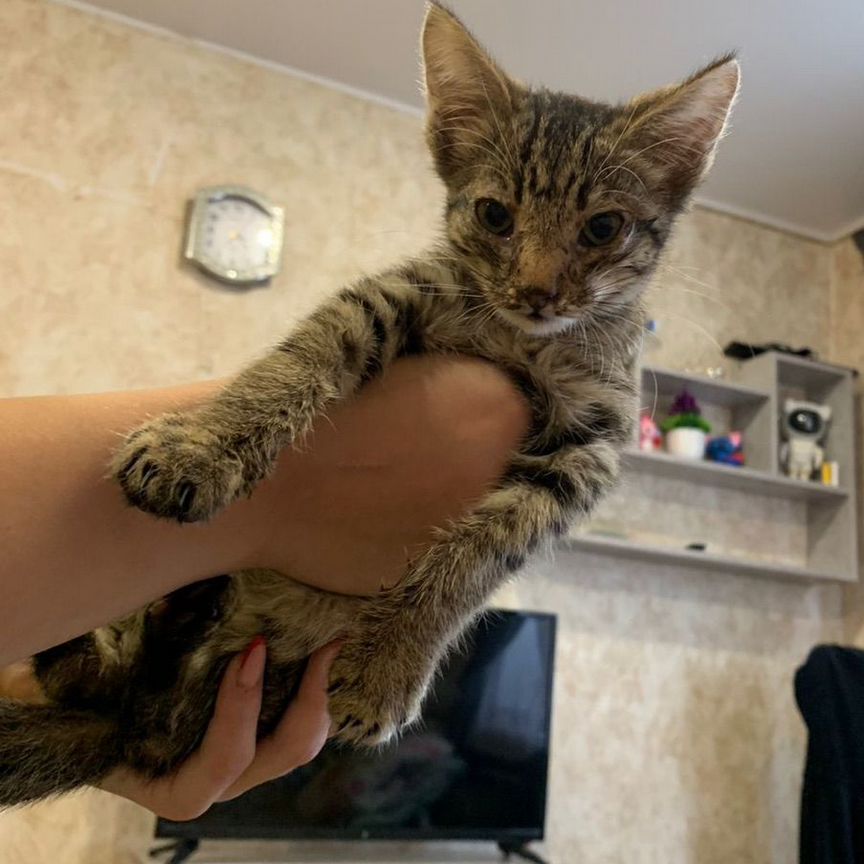 Отдам котенка в добрые руки девочка
