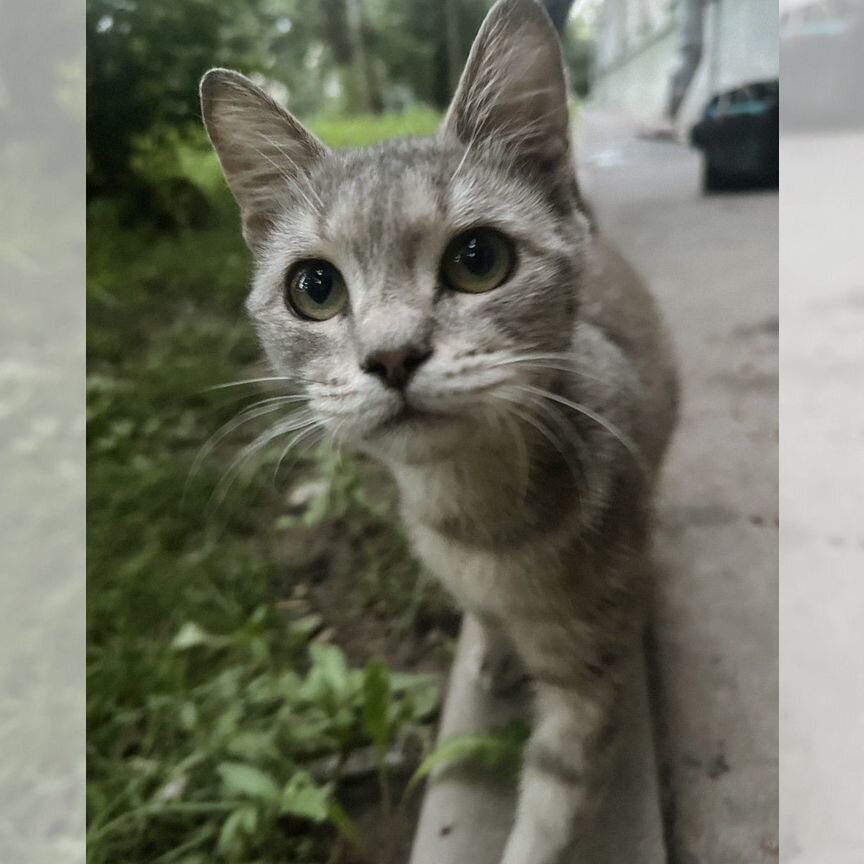 В добрые руки ласковая кошечка Тонечка