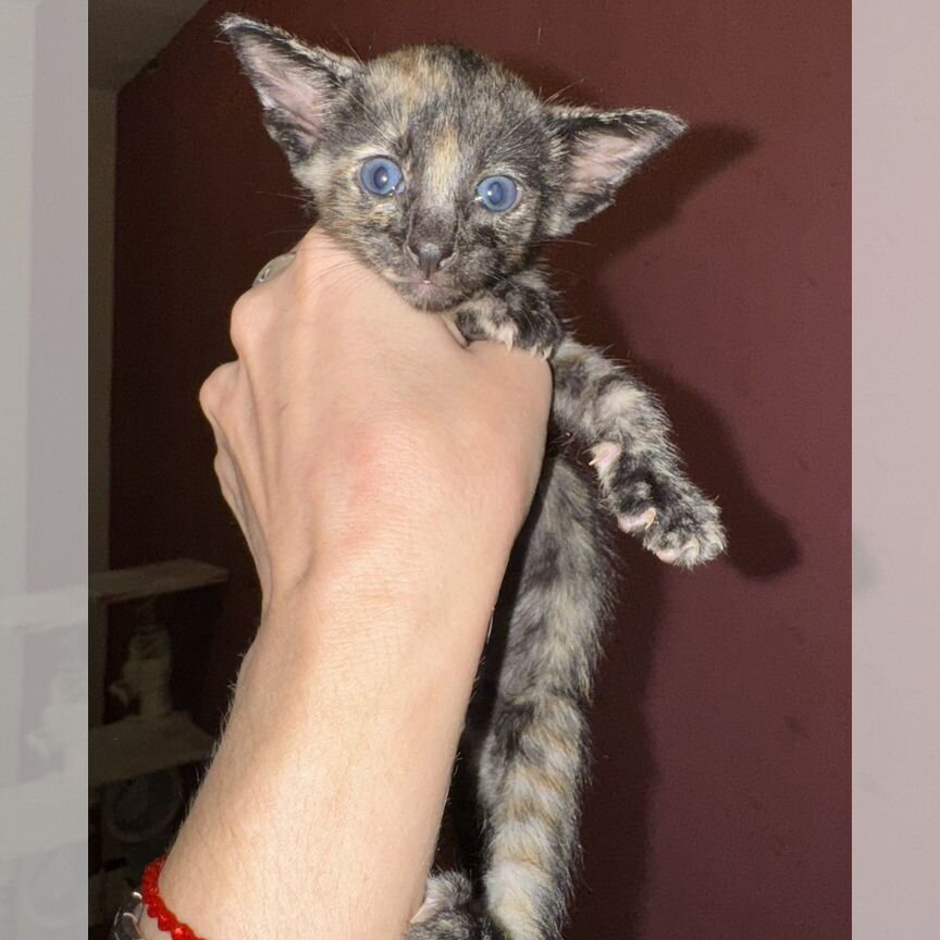 Ориентальная девочка