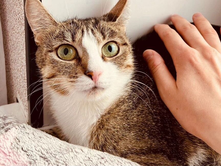 Кошечка Фасолька ищет дом