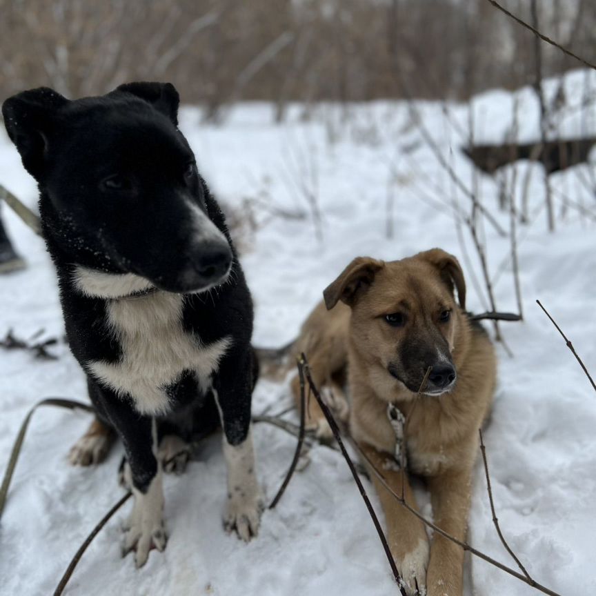 Щенкам 5 мес. В дар, доставка. Стерилизованны