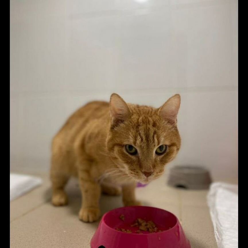 Отдам в добрые руки кошек