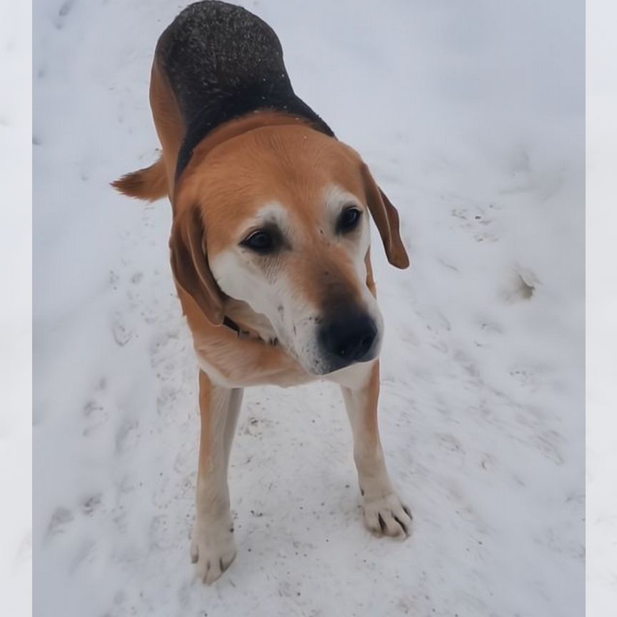 Русская гончая, взрослый пёс