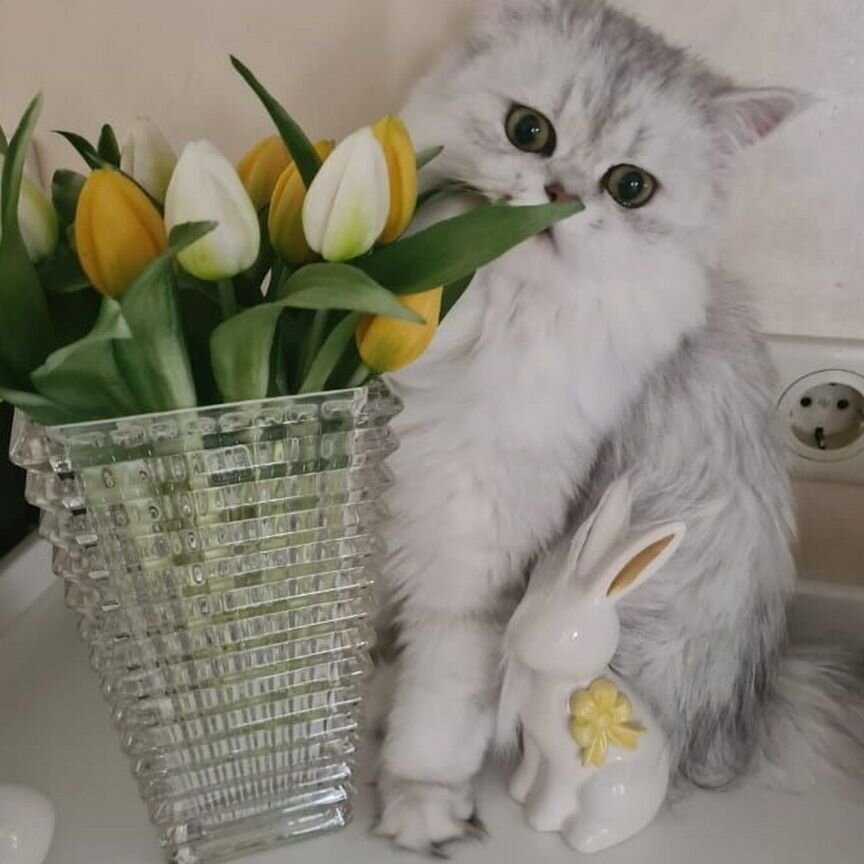Персидская кошечка
