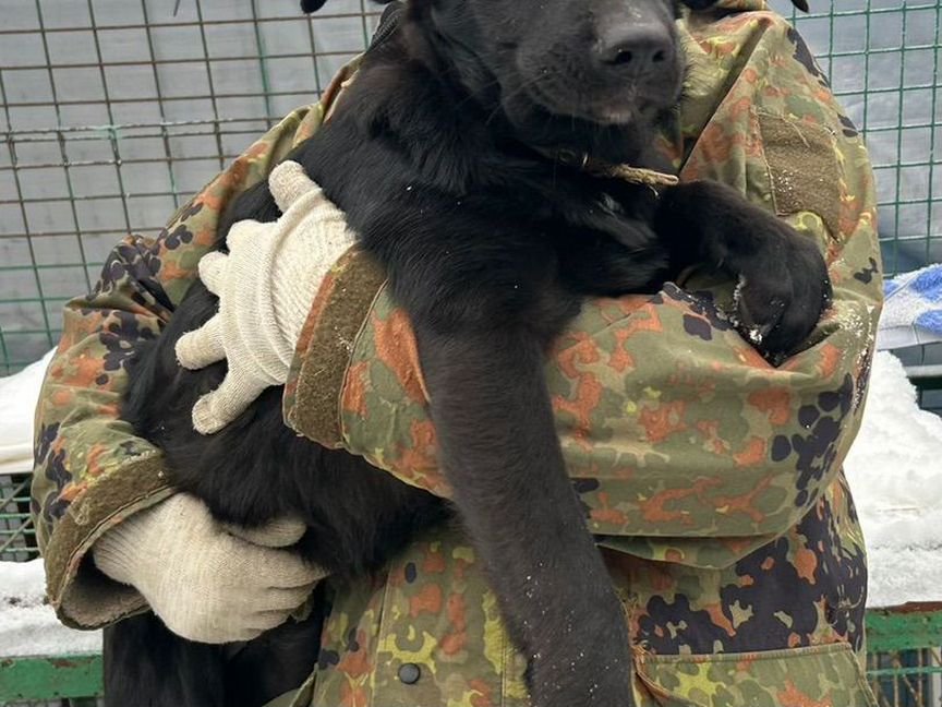 Щенок из приюта
