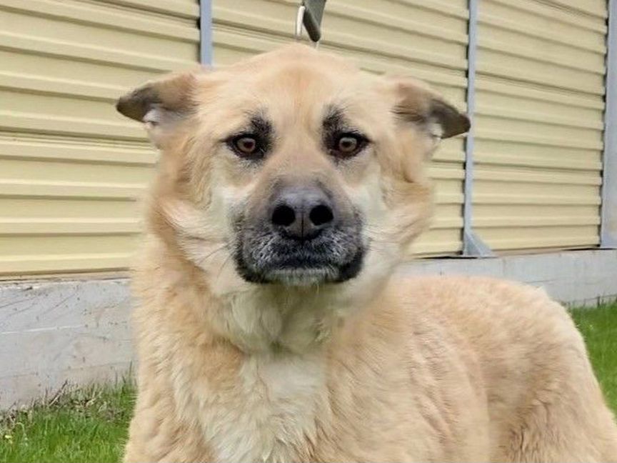 Зима, классная собака