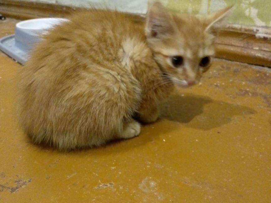 Котëнок в добрые руки