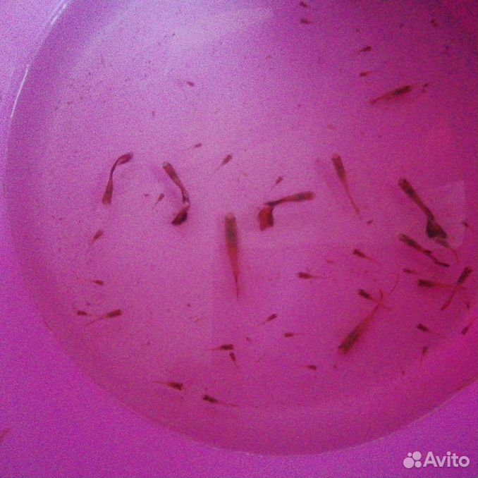 Отдам рыбок гуппи мальки, подросшие и взрослые