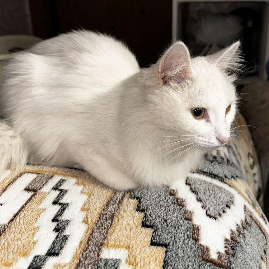 Котик