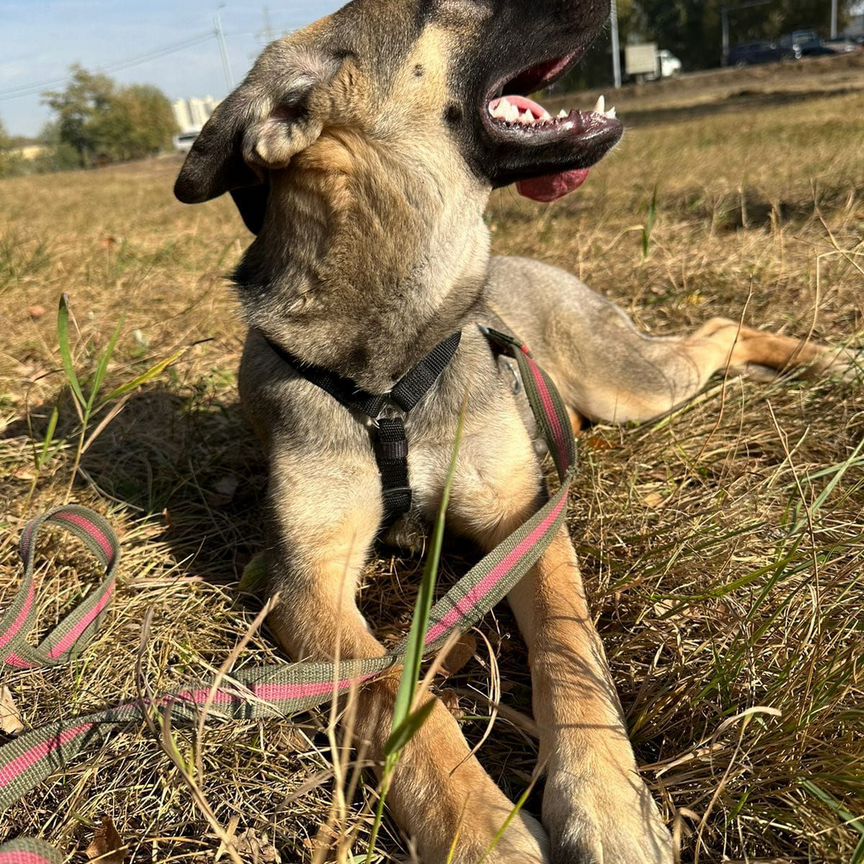 Малышка Полли ждет в приюте