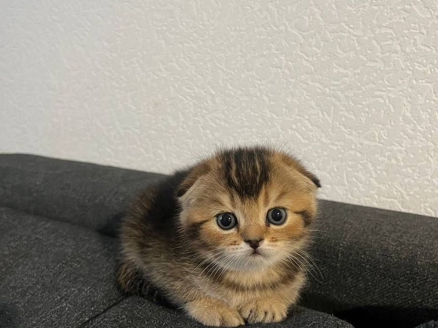 Шотландский котенок вислоухий