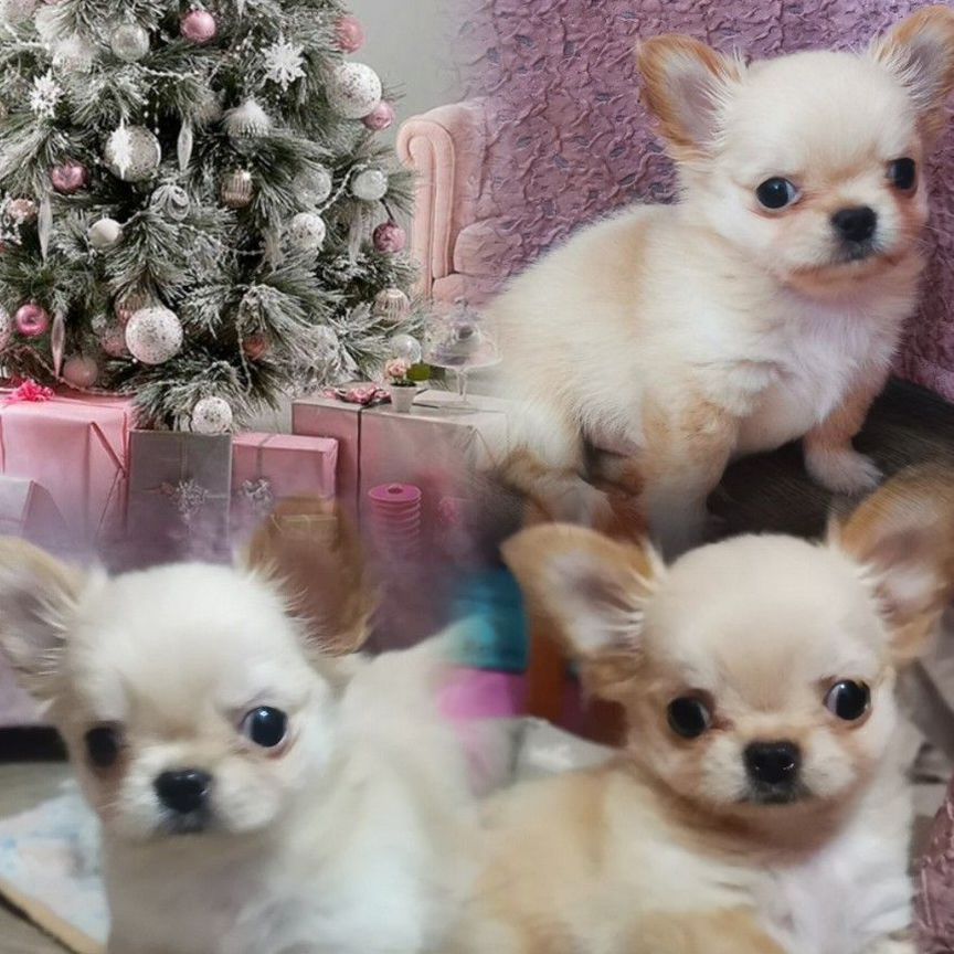 Чихуахуа кобби