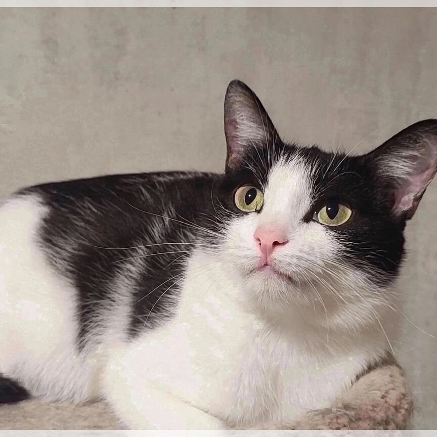 Взрослая, Девочка кошка в добрые руки