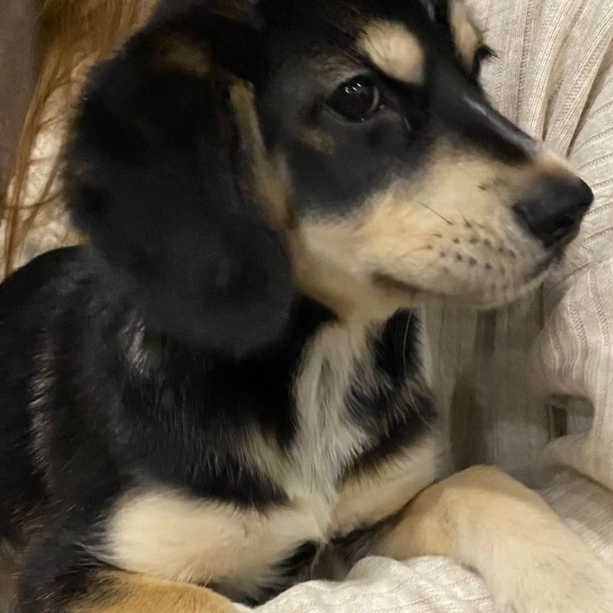 Собака в добрые руки