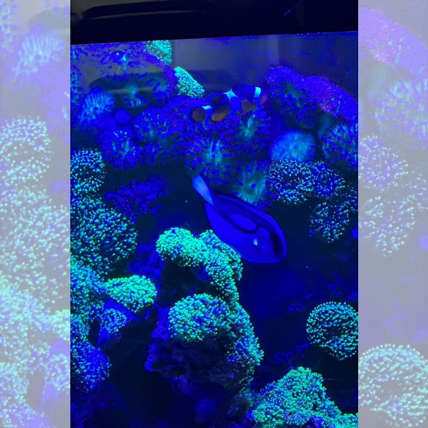 Рыбка для морского аквариума