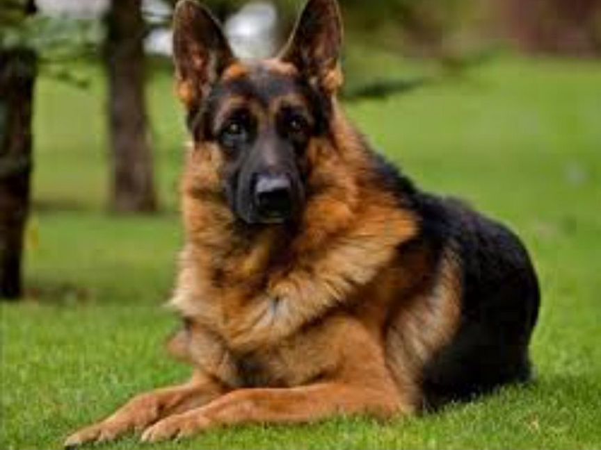 Отдам в добрые руки кабель немецкой овчарки