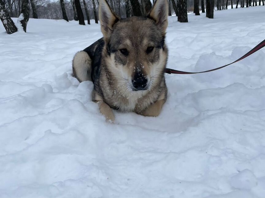 Робкая собака ждет семью за решеткой приюта