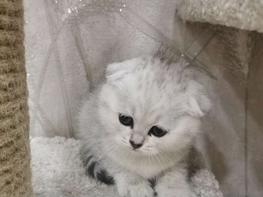 Шотландская вислоухая кошка