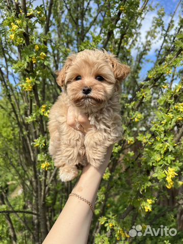 Мальтипу ф1 малыш мини с роскошной шерстью